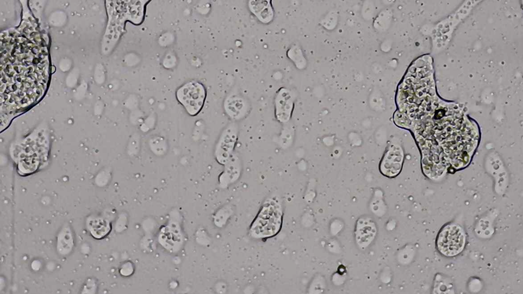 Cómo crear casi-vida: experimento de coacervados – Sólo es Ciencia