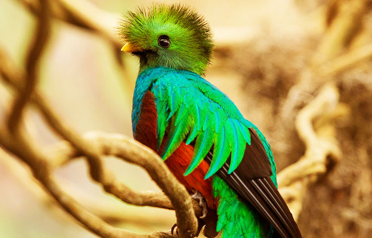 ¿Por qué se escucha un quetzal en la pirámide de Chichén Itzá? – Sólo ...