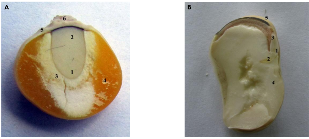 Germinación: ¿Cómo nace una planta? – Sólo es Ciencia