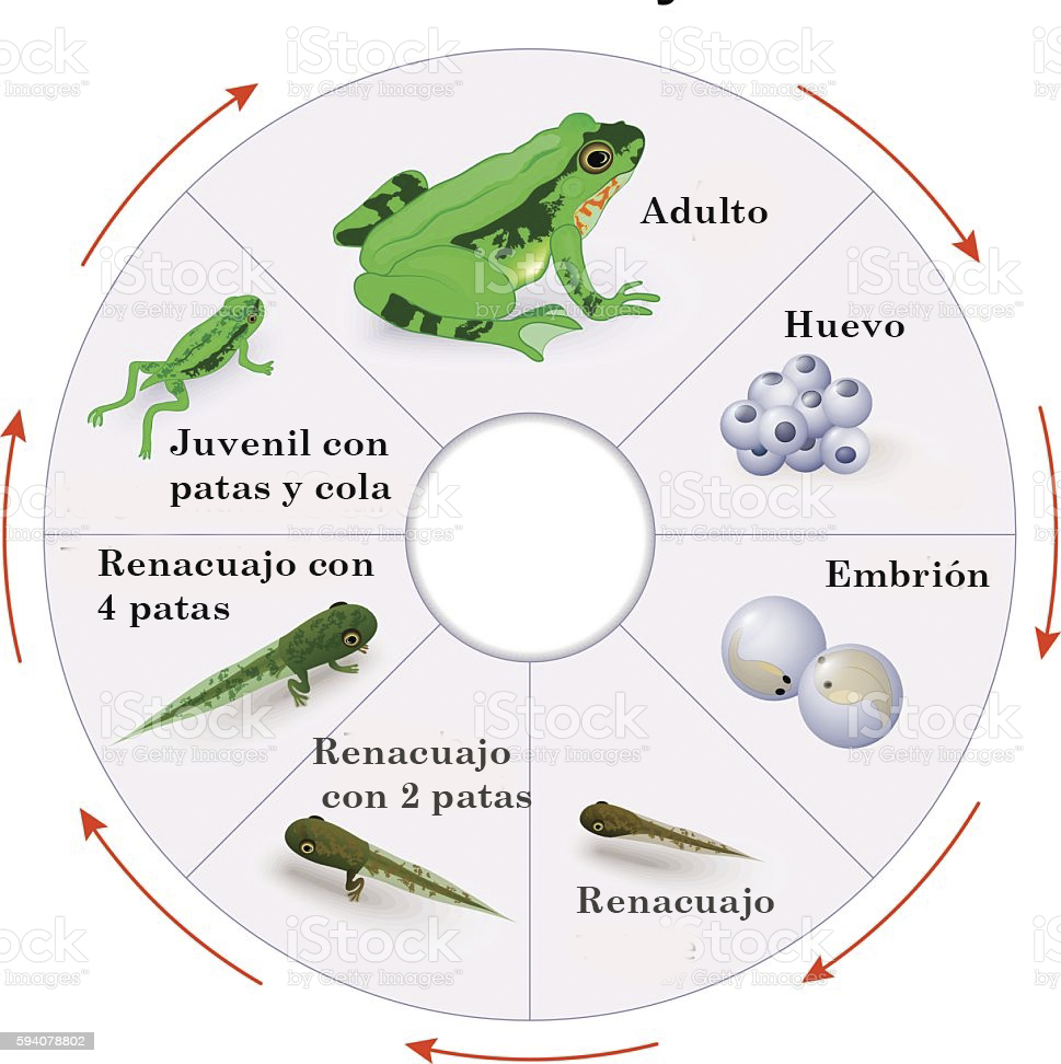 Anfibios: Habitantes del agua y la tierra – Sólo es Ciencia