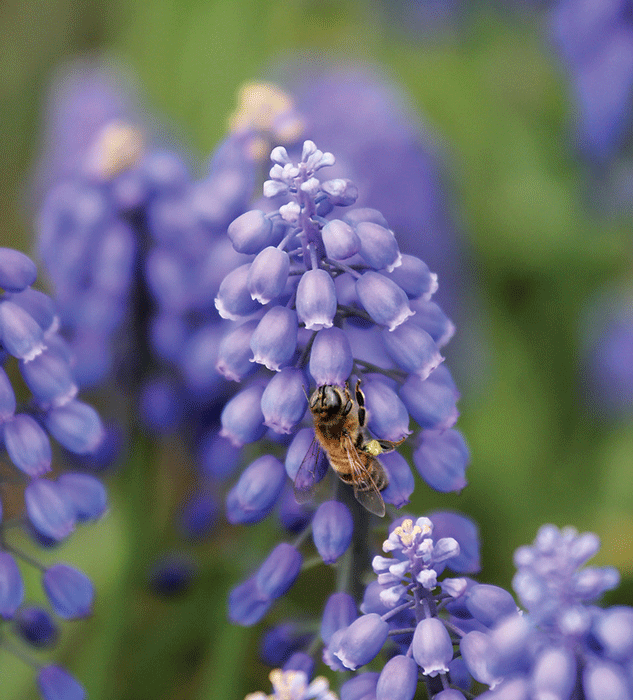 Día Mundial de las Abejas – Sólo es Ciencia