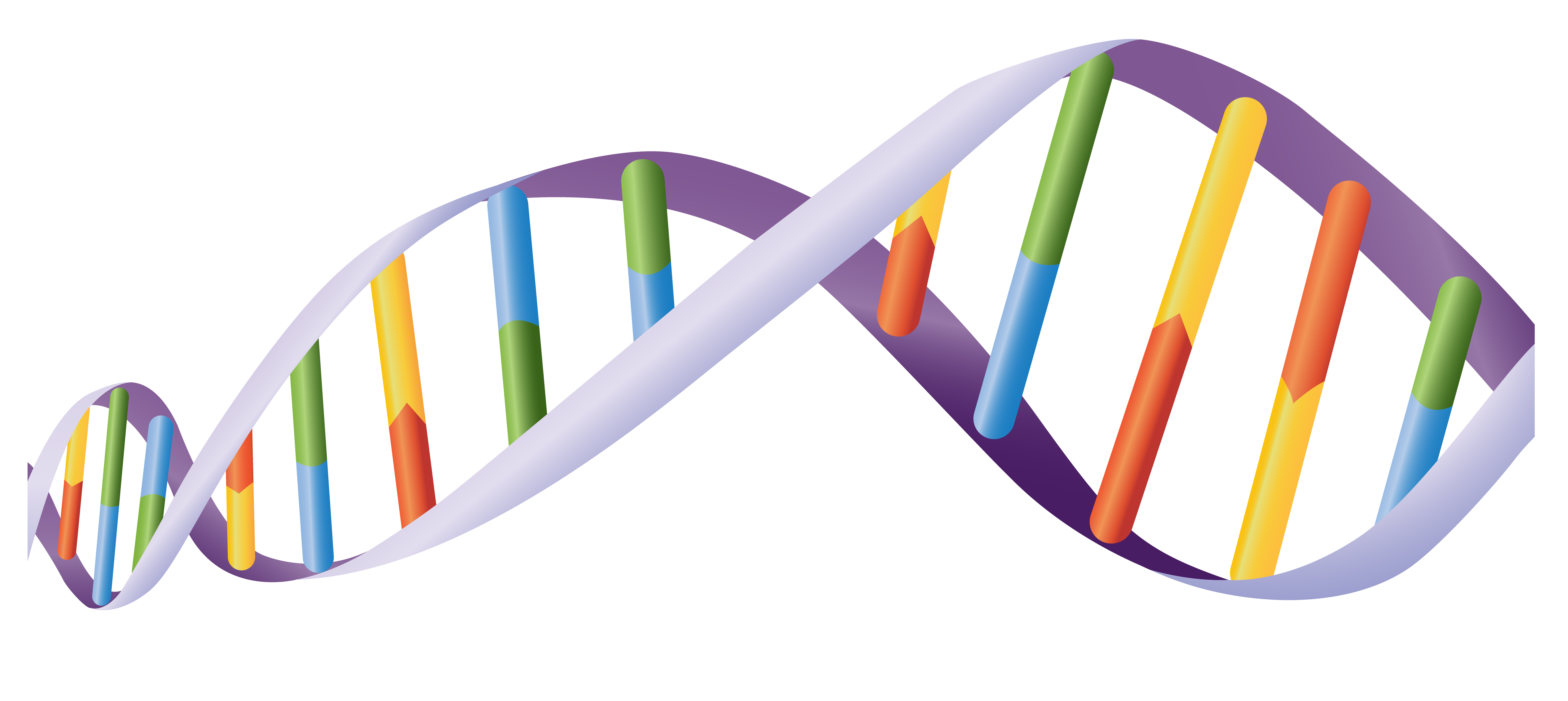 Diferentes tipos de ADN – Sólo es Ciencia