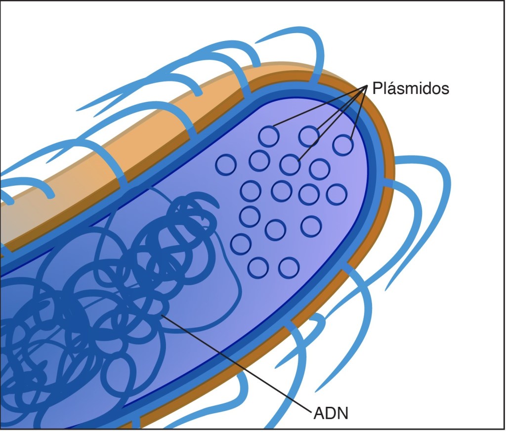 Diferentes tipos de ADN – Sólo es Ciencia